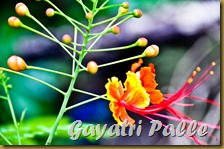 Experiences of this Mom: Flowers, I want more!!